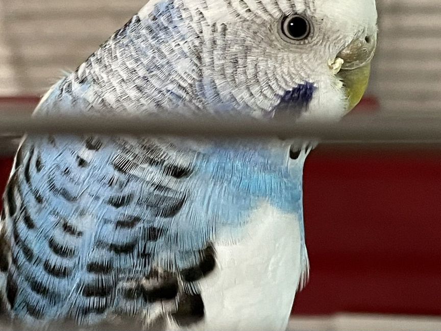 Волнистый попугай с клеткой