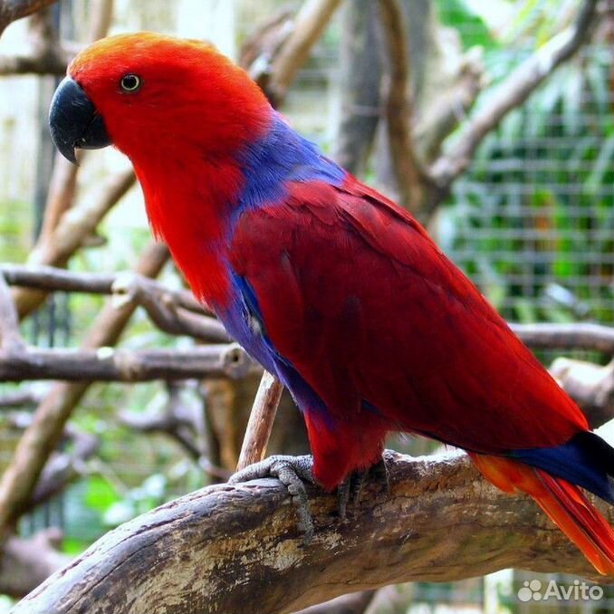 Эклектус (самка)