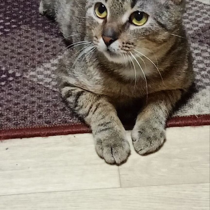 Кот в добрые руки
