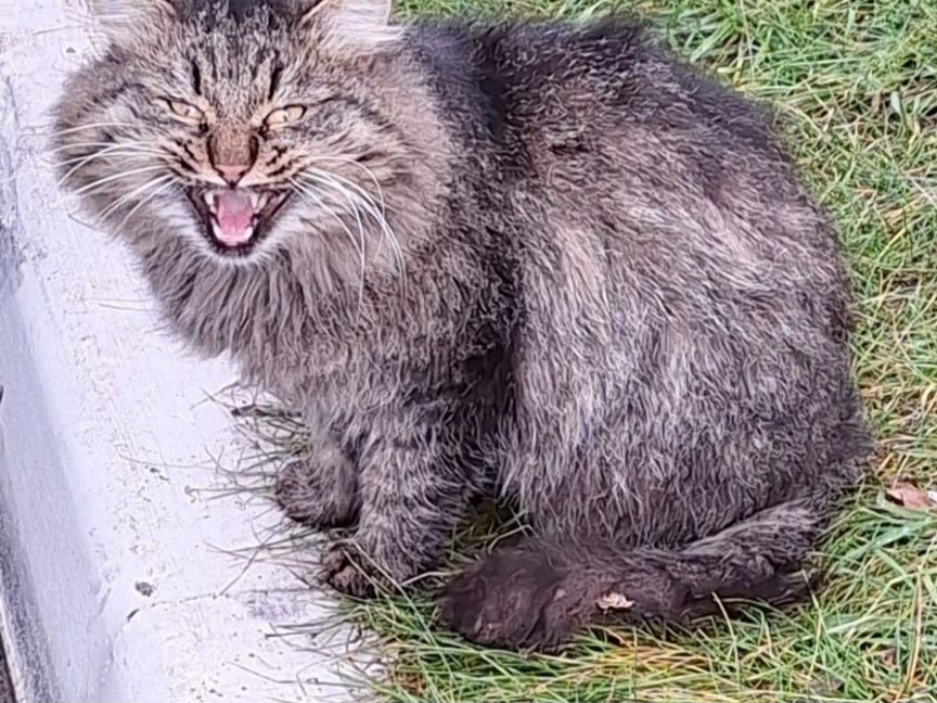 Кошки