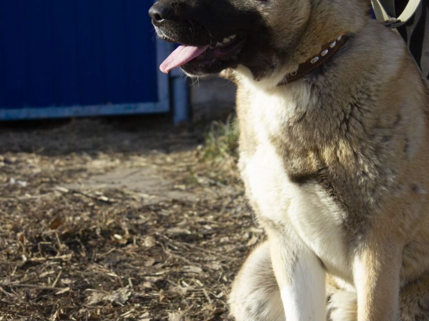 Американская акита в добрые руки