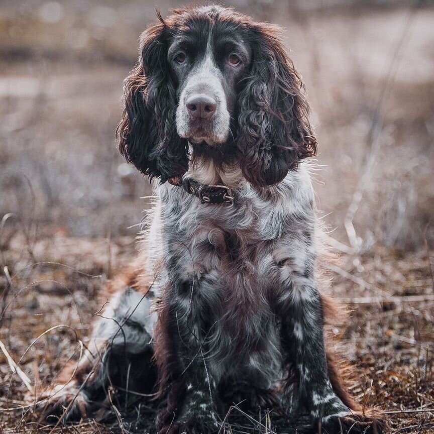 Русский охотничий спаниель, взрослая собака