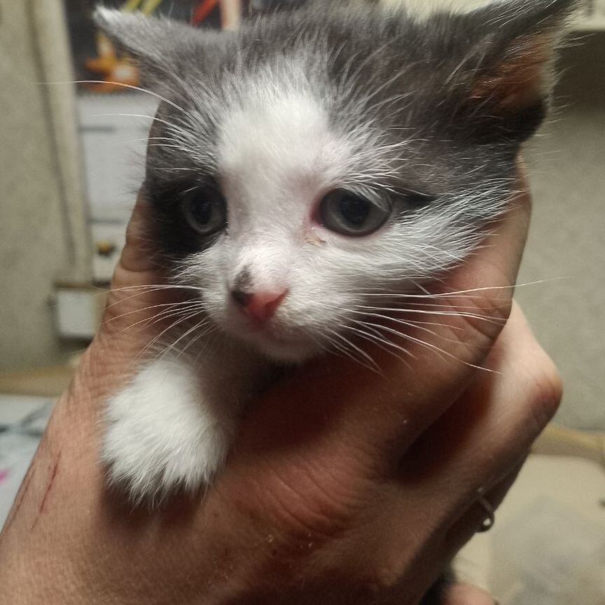 Котёнок в добрые руки