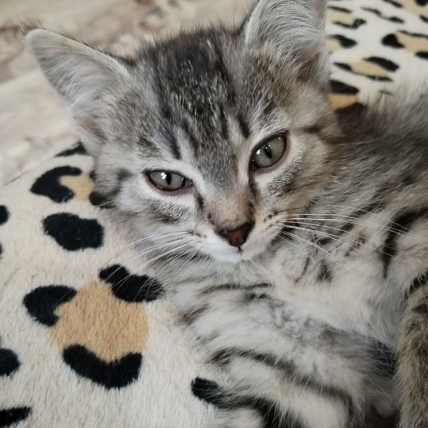 Бесплатно отдам котика