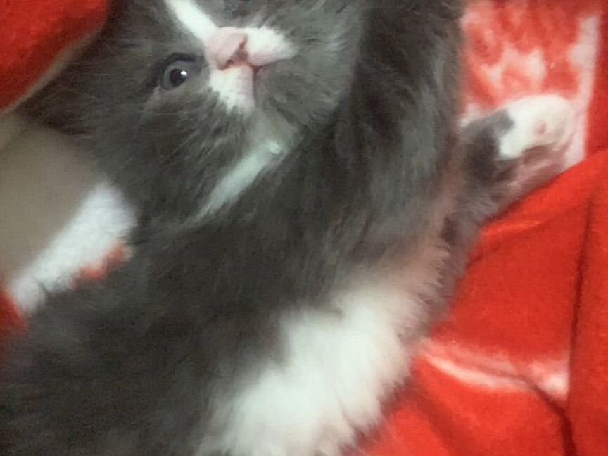 Сибирячки котята