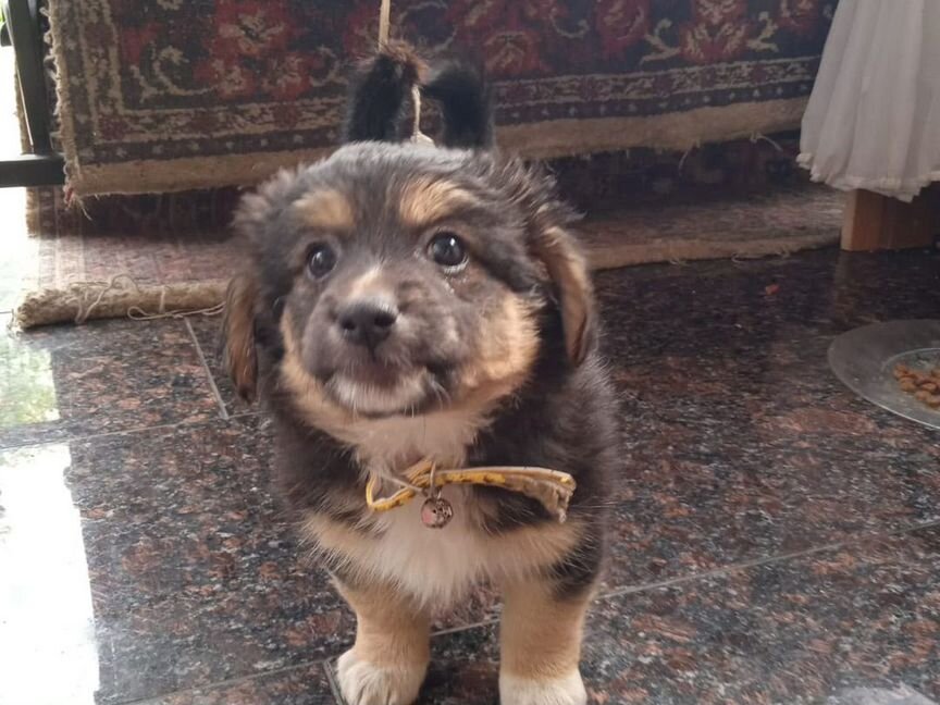 Щеночек от маленькой собаки в добрые руки