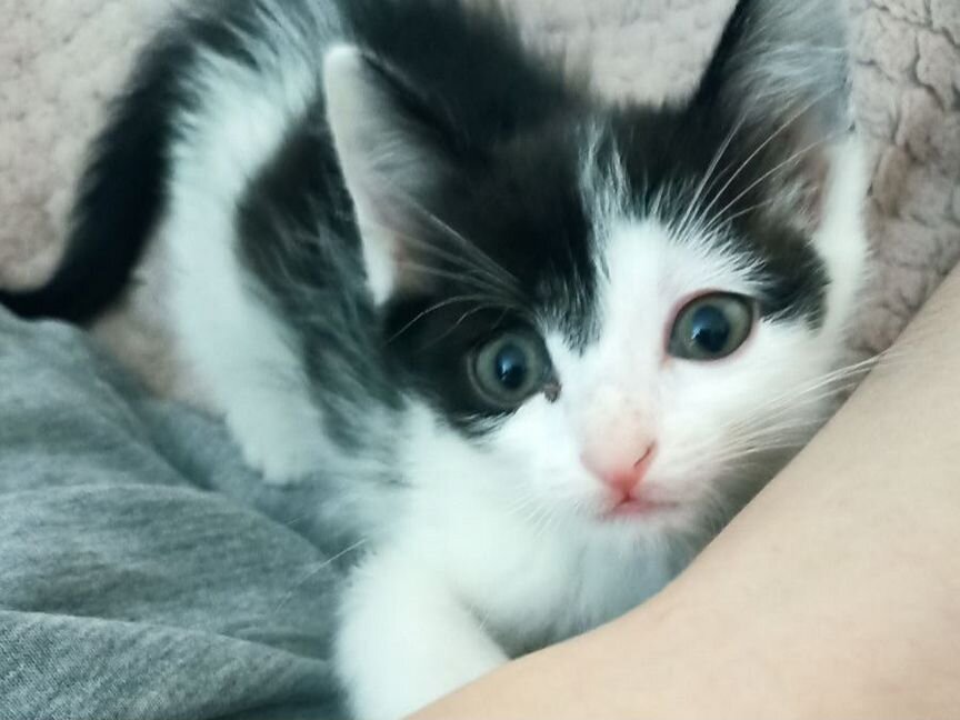 Котёнок в добрые руки