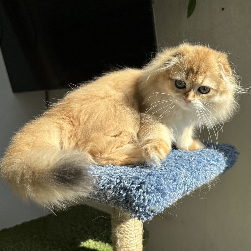 Хайленд фолд female ny12