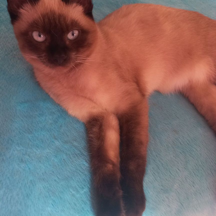 Кот