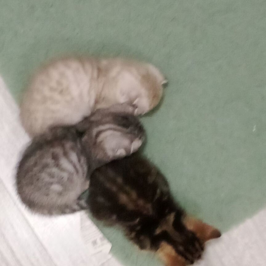 Котята в добрые руки