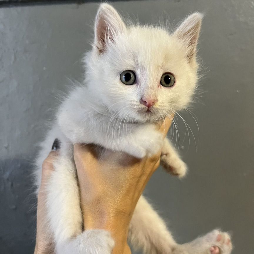 Белые котята