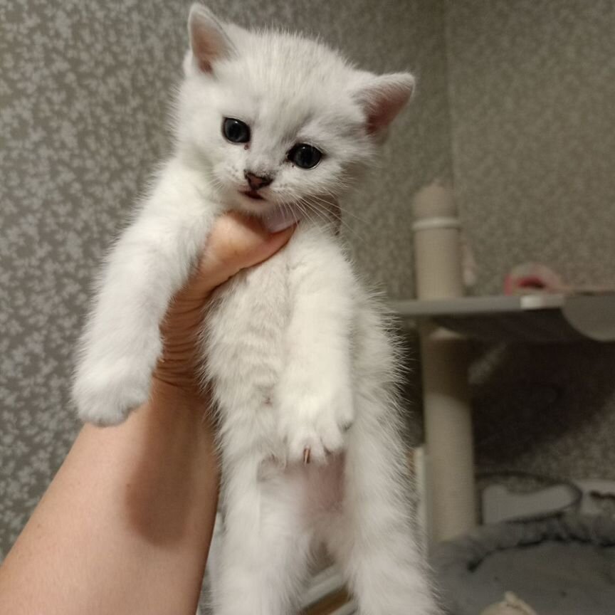 Шотландский прямоухий короткошёрстный котёнок