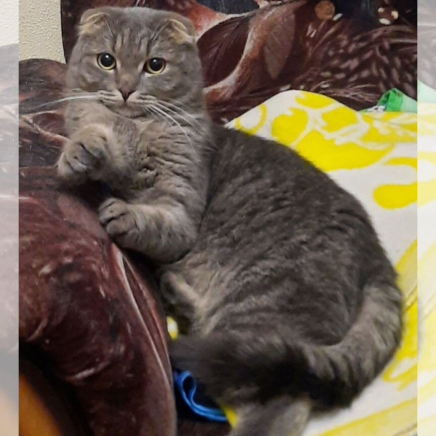 Шотландский вислоухий длинношёрстный кот, взрослый