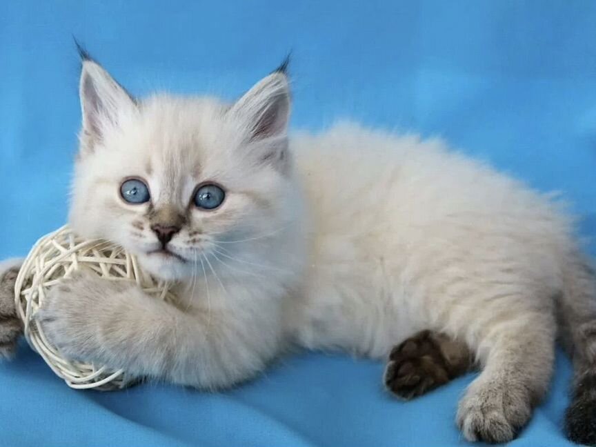 Невский маскарадный мальчик