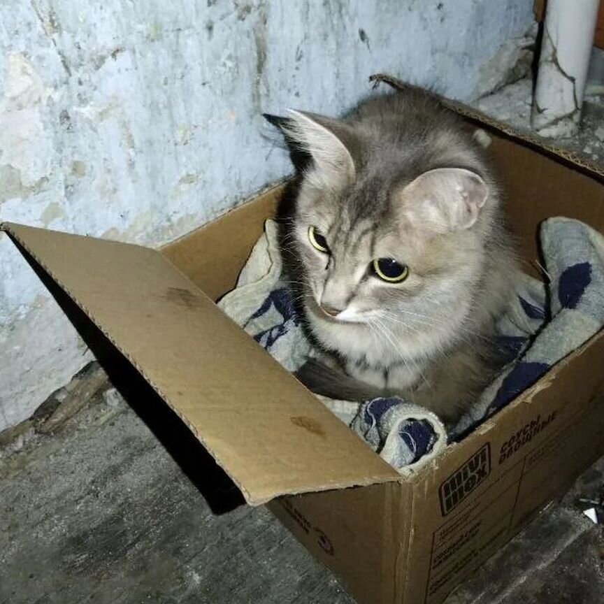 Сибирская, взрослая кошка