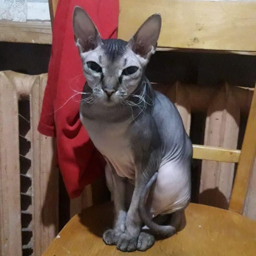 Взрослая, кошка в добрые руки