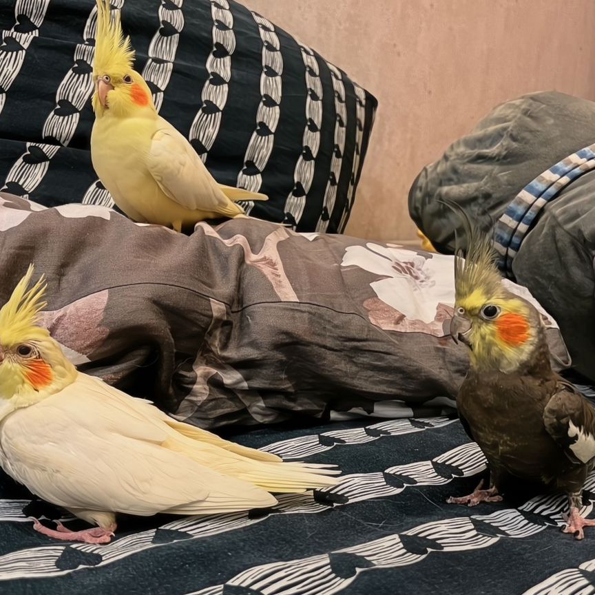 Попугай корелла с клеткой