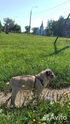 Собака в добрые руки Мопс