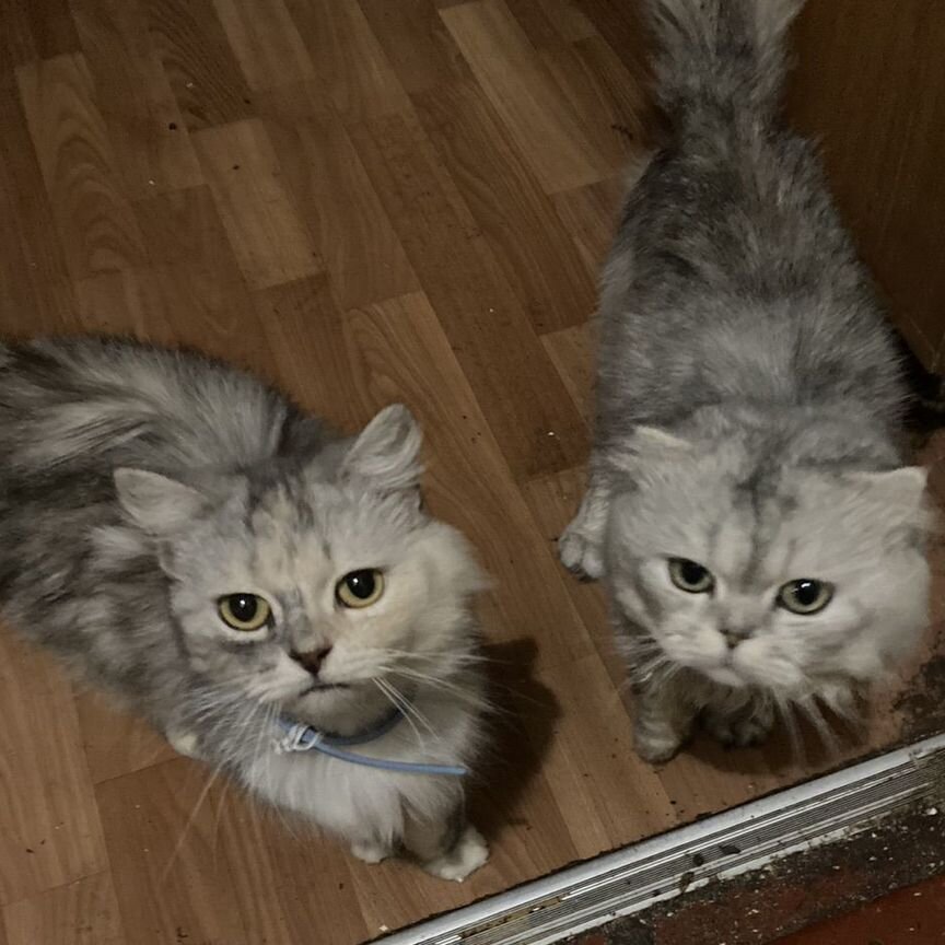 Отдам пару шотландцев не стириоизованные