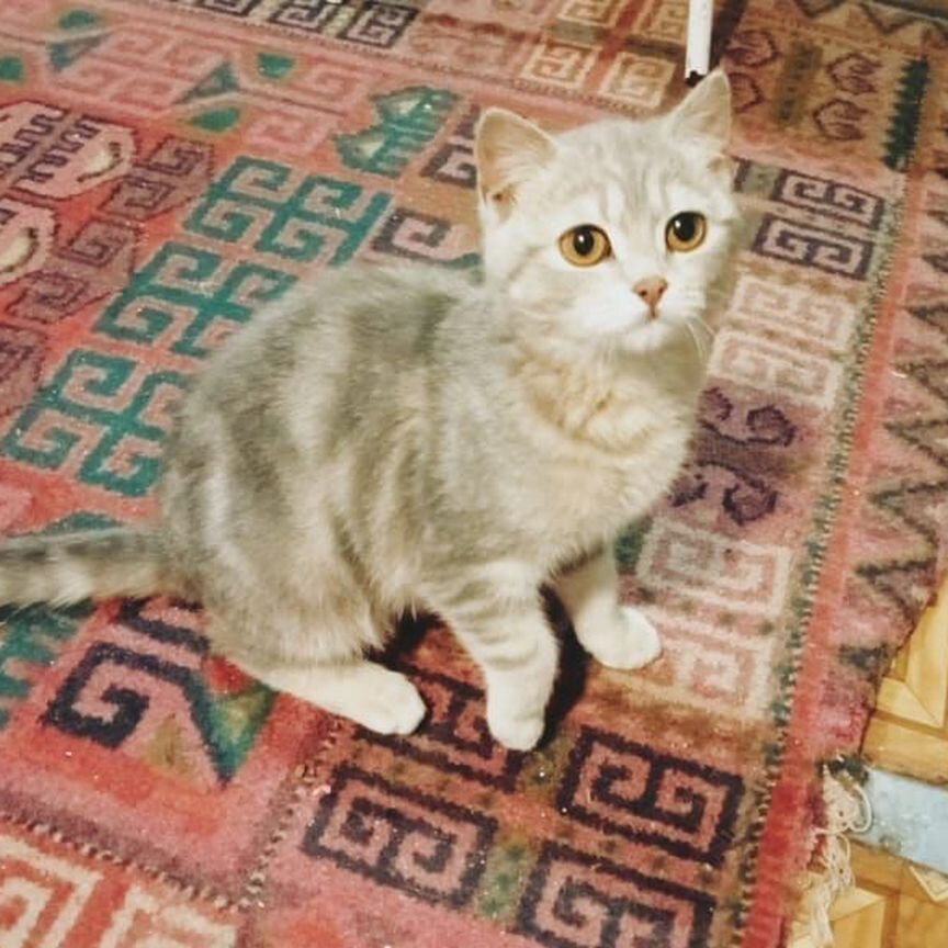 Шотландская