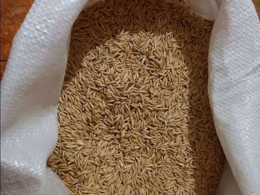 Горох, Кормовой овёс на корм