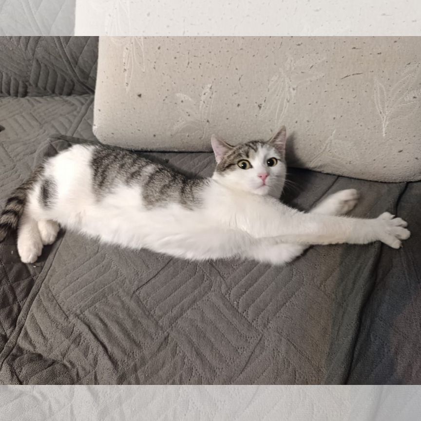Отдам бесплатно 3 котика