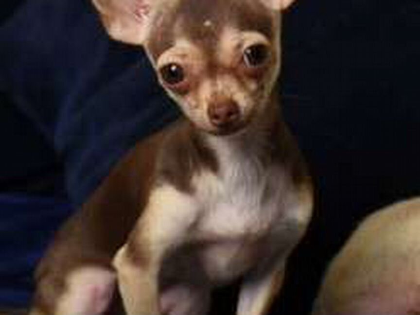 Чихуахуа super mini