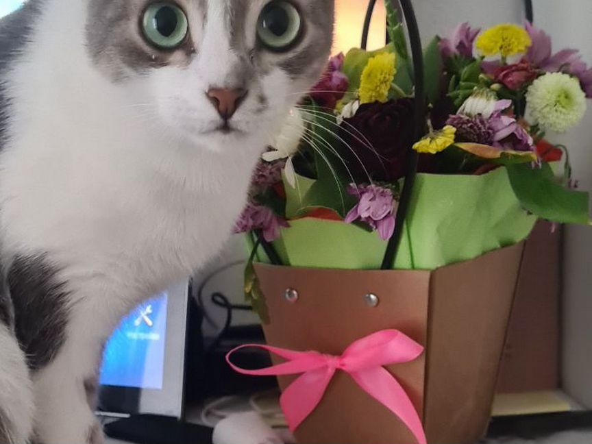 Кошка