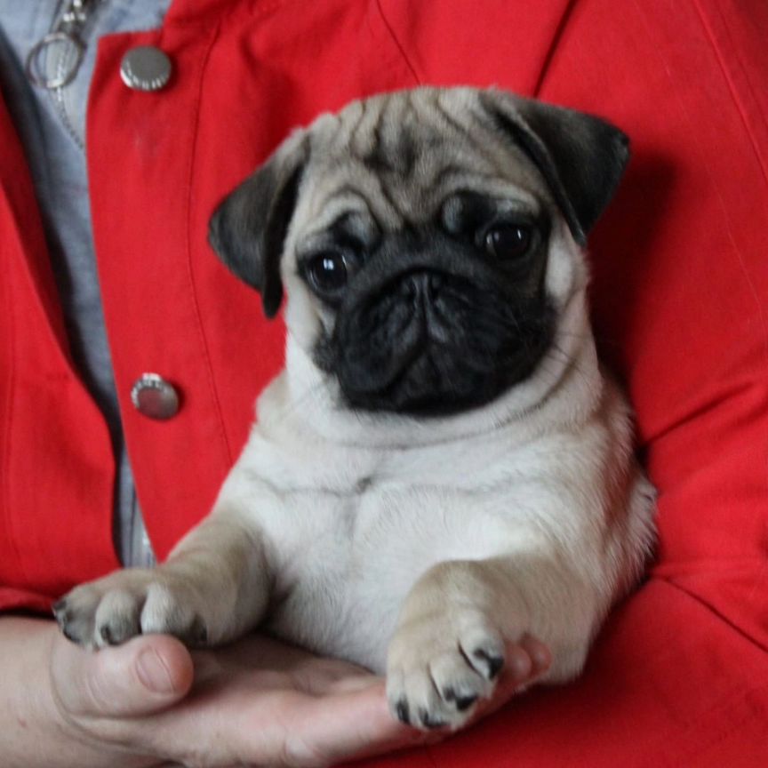 Девочка мопсочка 3,5 месяца