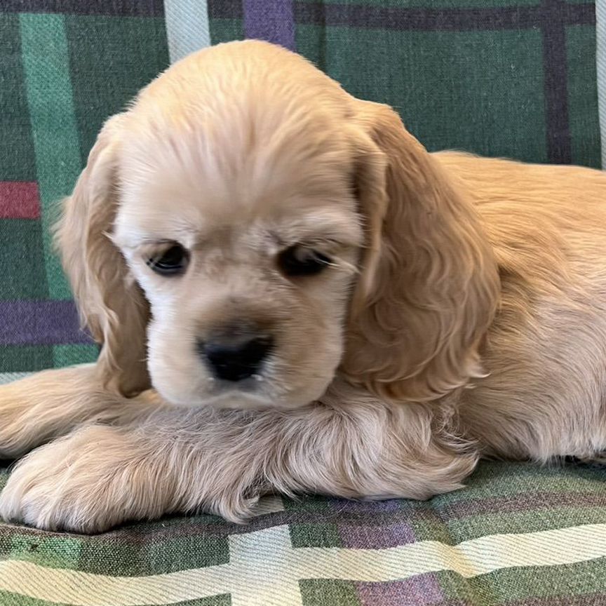 Американский кокер-спаниель, щенок