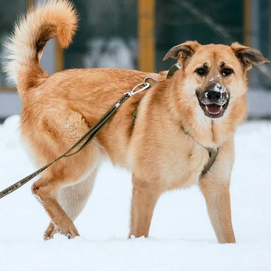 Взрослый пёс в добрые руки