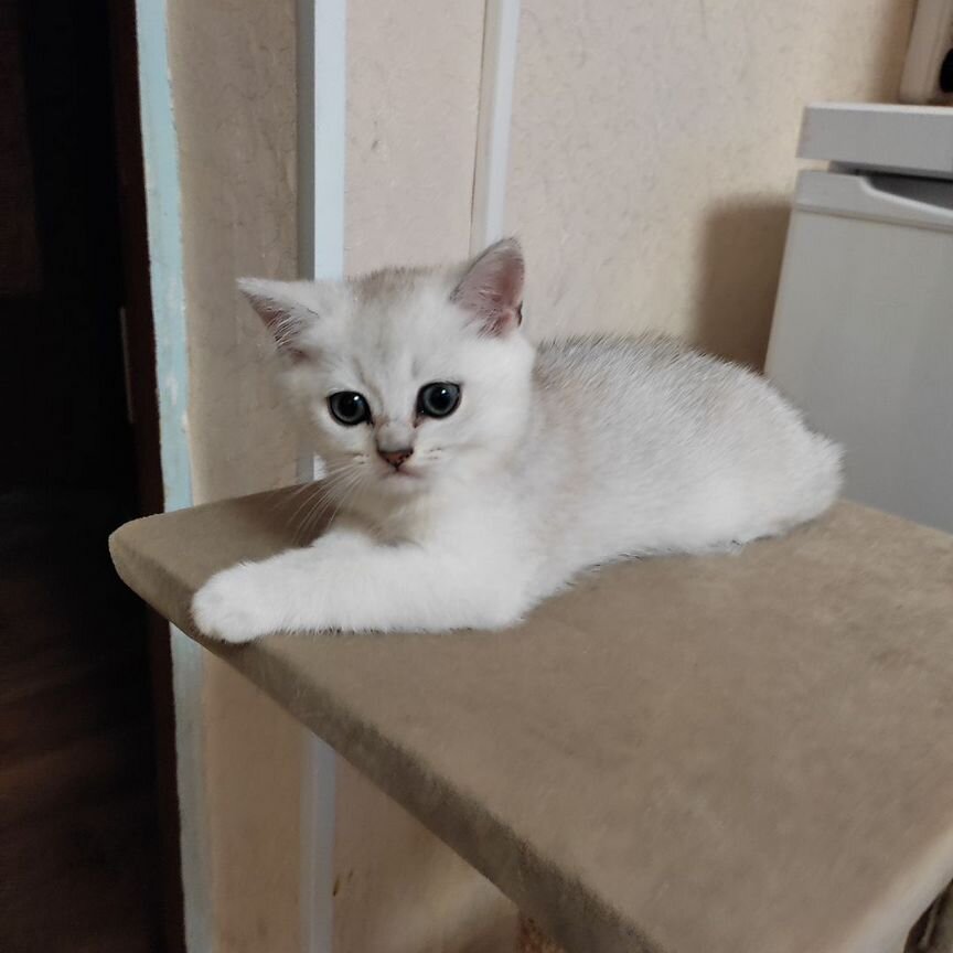 Британский котенок