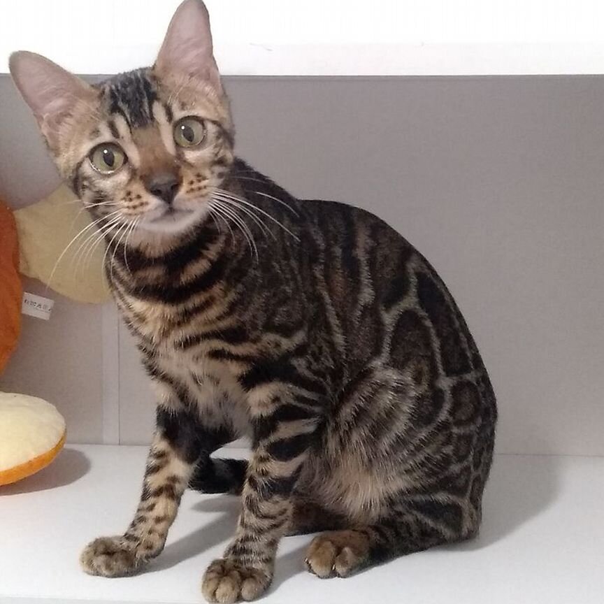 Котята бенгальские шикарные