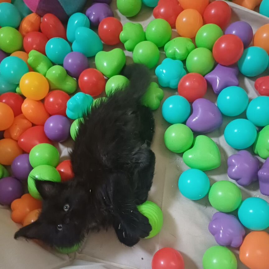 Котята мейкун