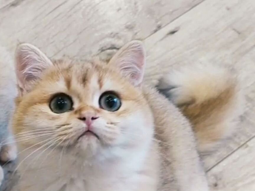 Кошечка золотая шиншилла с родословной