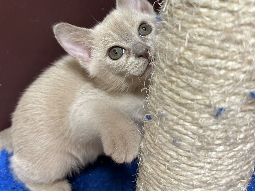 Бурманские котята лиловый