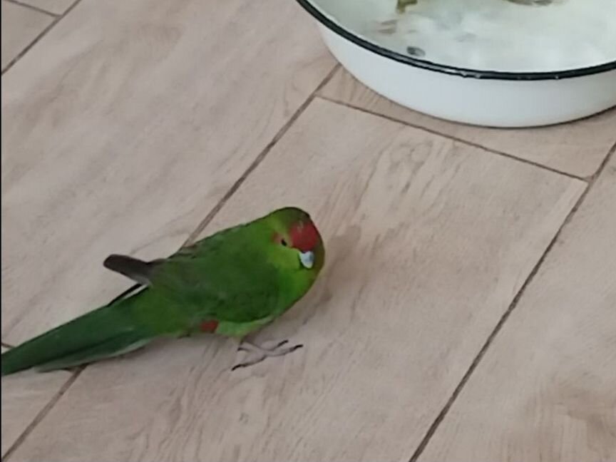 Новозеландский краснолобый попугай какарика самка