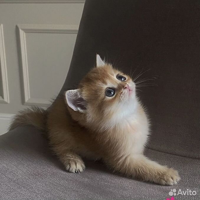 Продажа котят британской шиншиллы