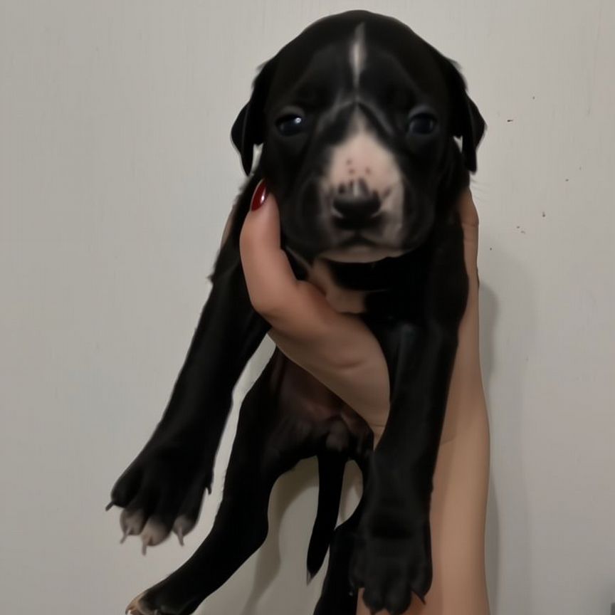 Американский питбультерьер, щенок