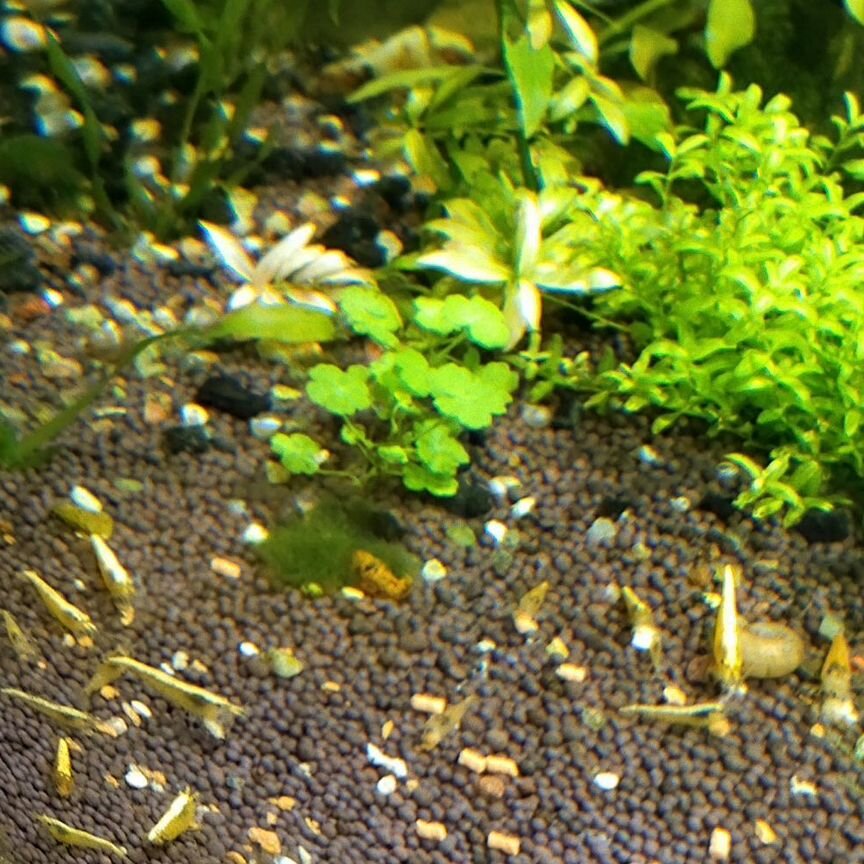 Аквариумные креветки