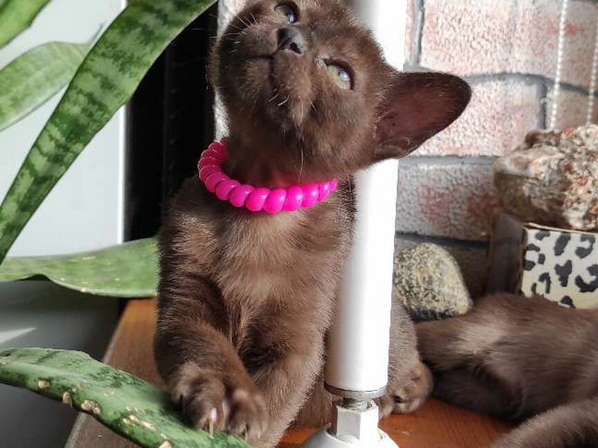 Котята европейской бурмы