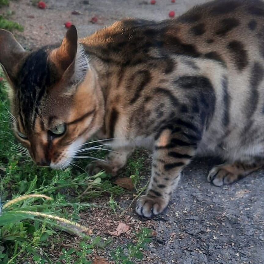 Найдена кошка