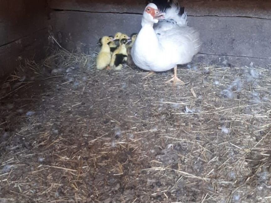 Индоутка с утятами