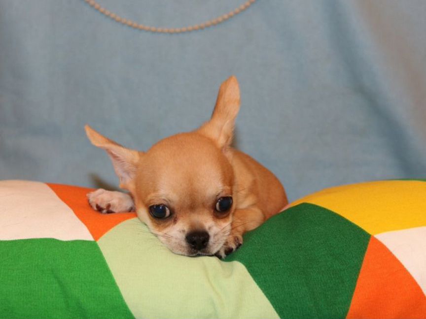 Чихуахуа замечательный мальчик