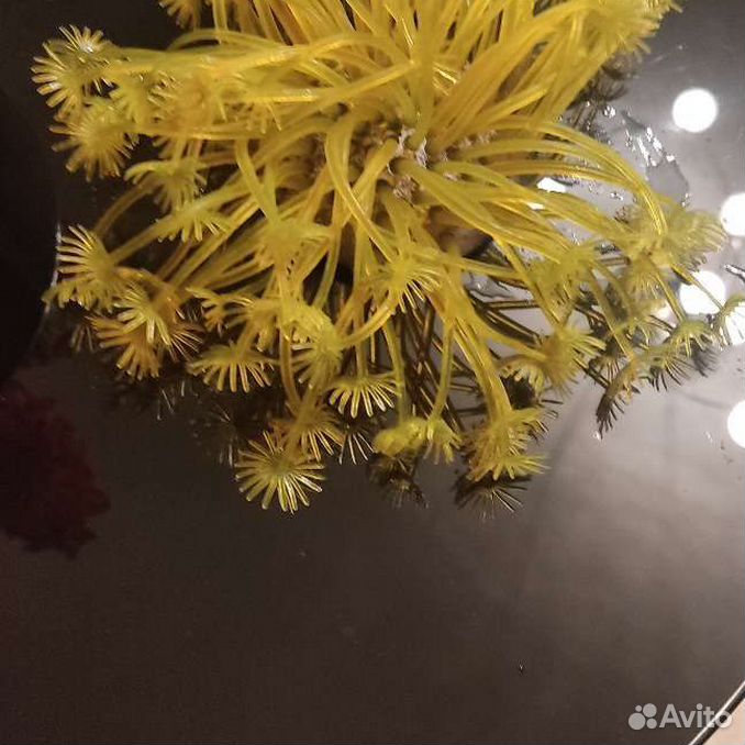 Искусственные растения для аквариума силикон