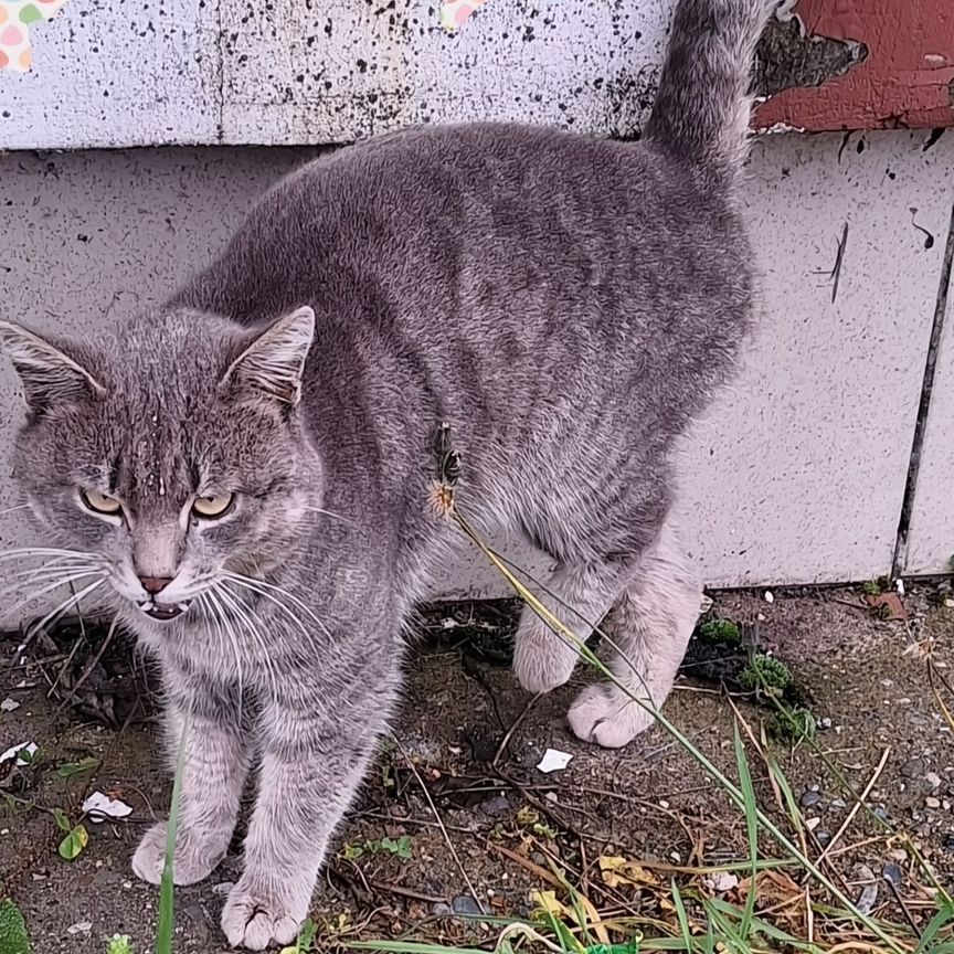 Взрослый кот в добрые руки