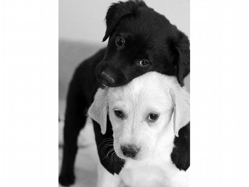 Щеночки-мальчишки)