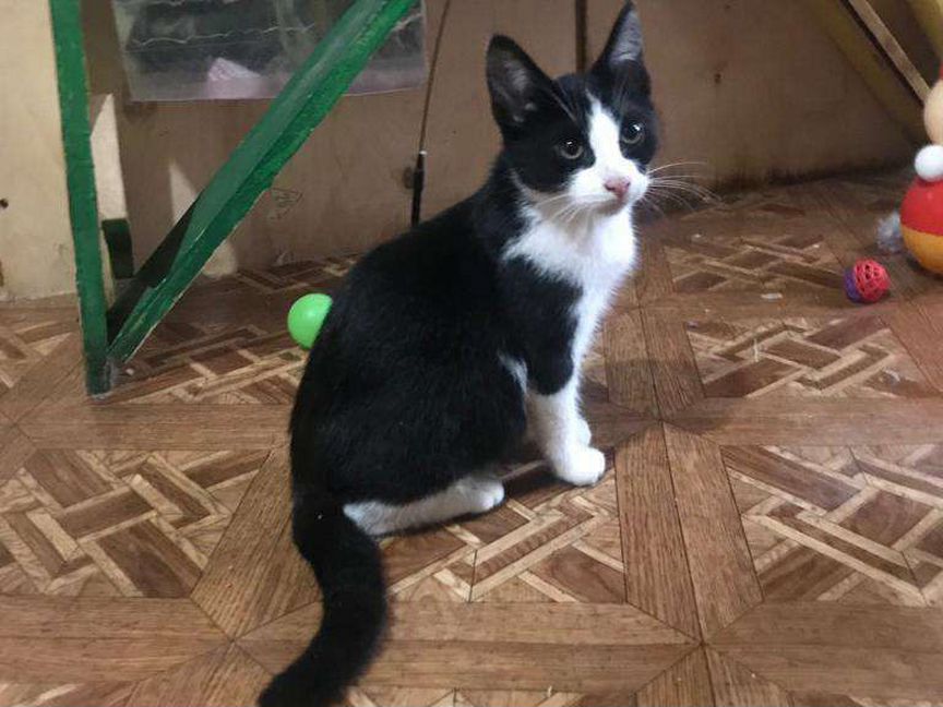 Котик "Маркиз"