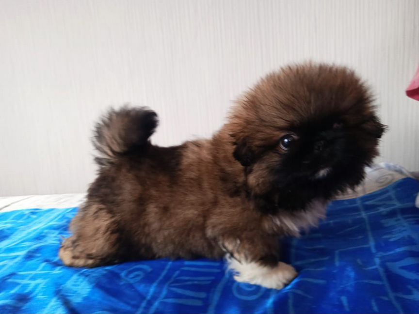 Щенок Пекинеса