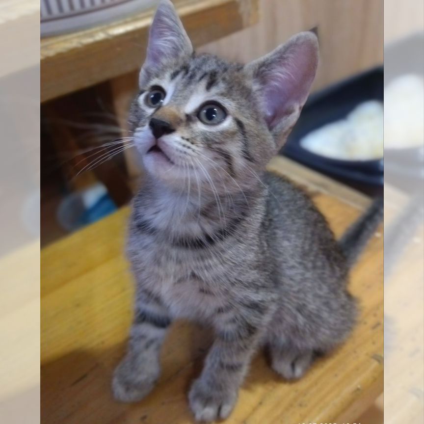 Котята в добрые руки бесплатно